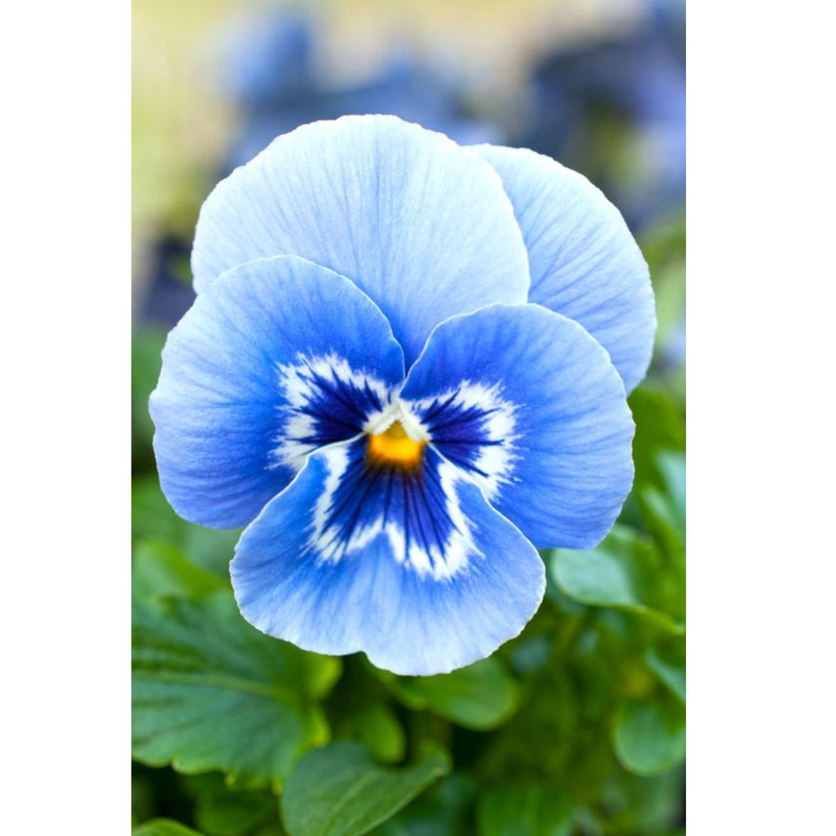 11 Easy To Grow Early Spring Flowers | B Vintage Style